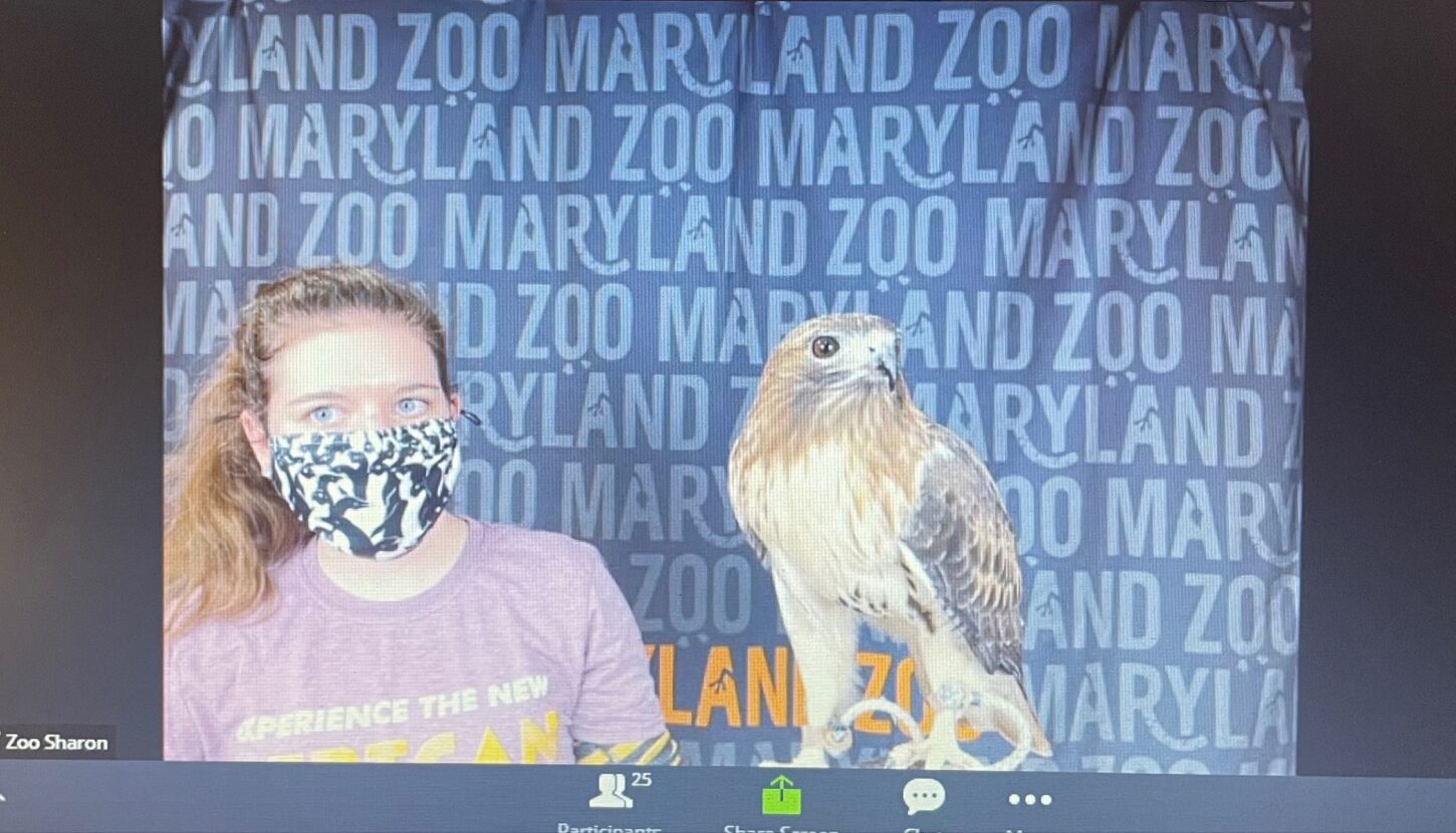 “Fur, Feathers, and Scales” ZOOmobile with The Maryland Zoo - Humanim